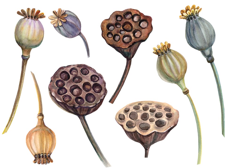 Trypophobie: 9 Auslöser & 6 Tipps bei Angst vor Löchern